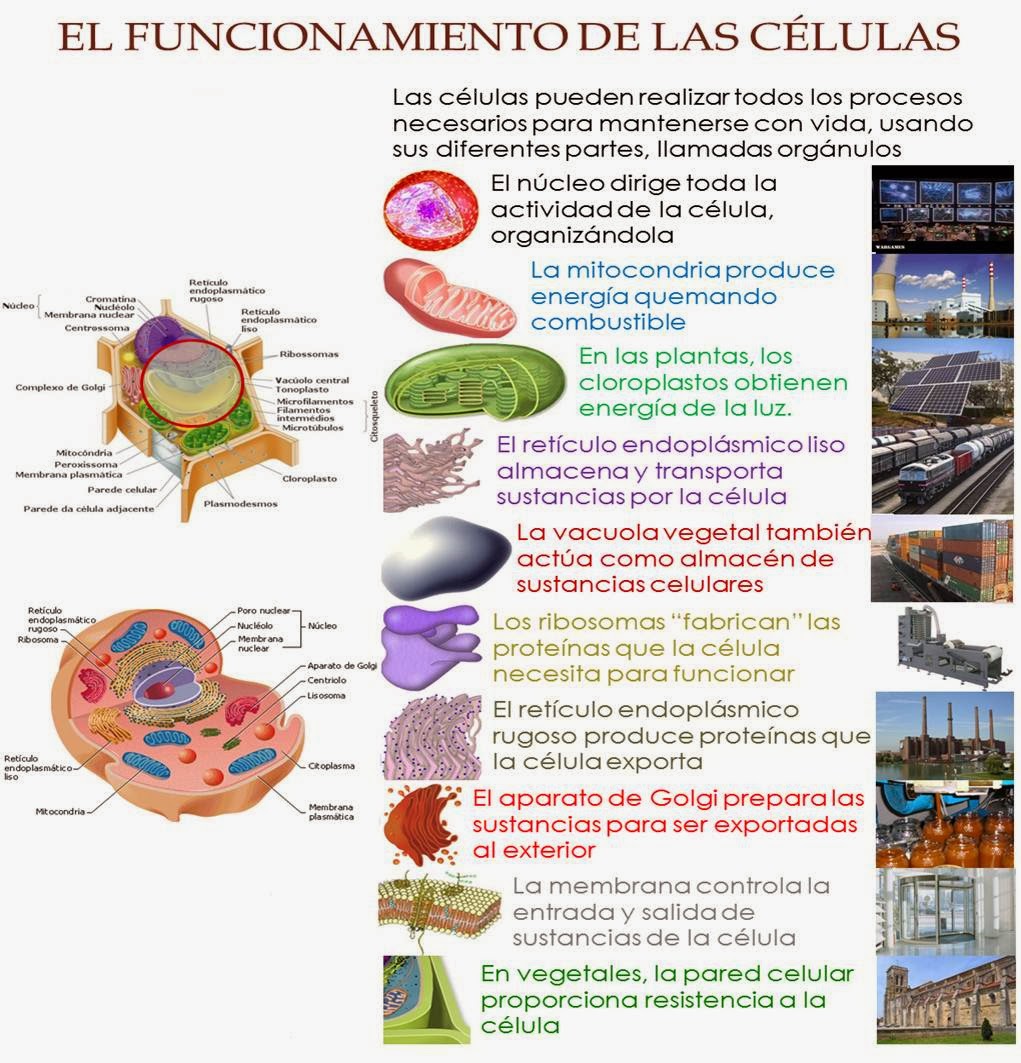EL MARAVILLOSO MUNDO DE LA CELULA: DESCUBRIMIENTO DE LA CELULA