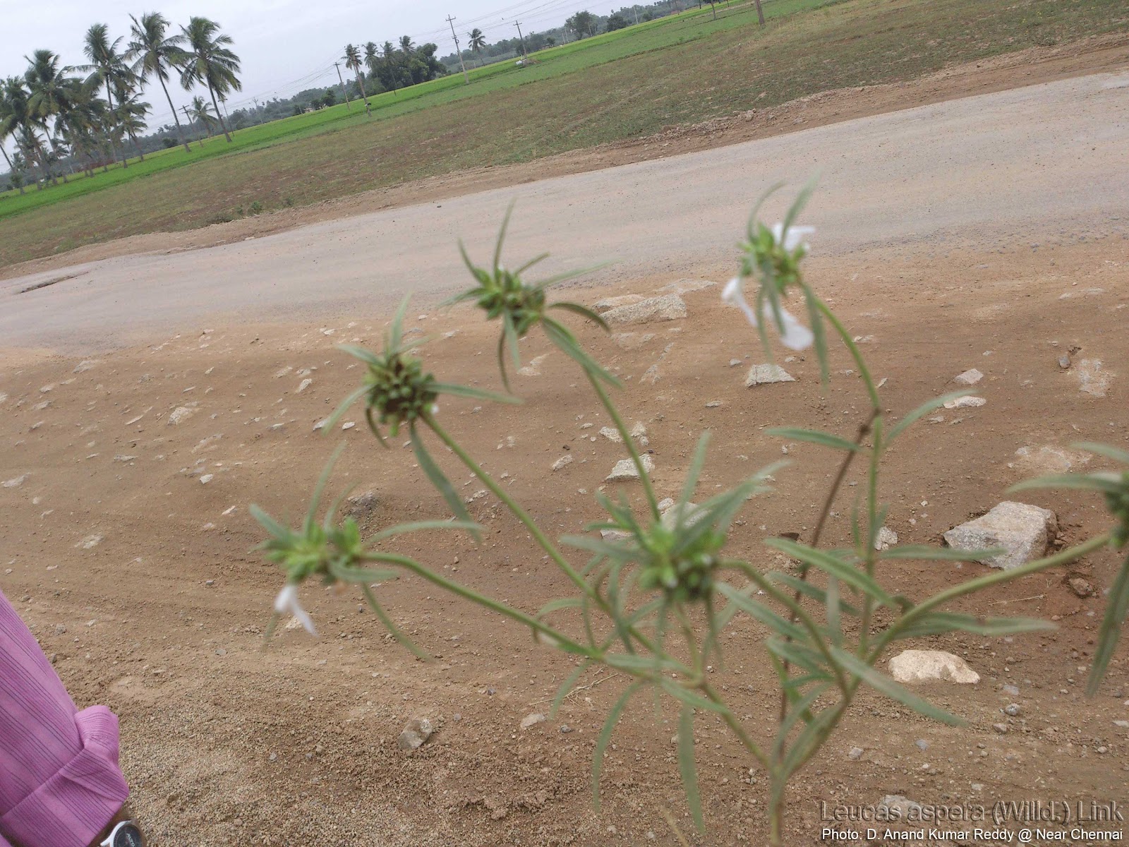 Medicinal Plants: Leucas aspera Dronapushpi Thumba Tummi Guma Thumbai