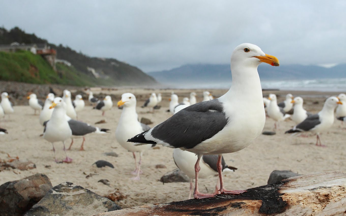 David VanKeuren's Photography: The Leader of the Pack