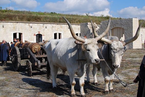 History in 1/72: This time something different - Oxen from Fritz figures