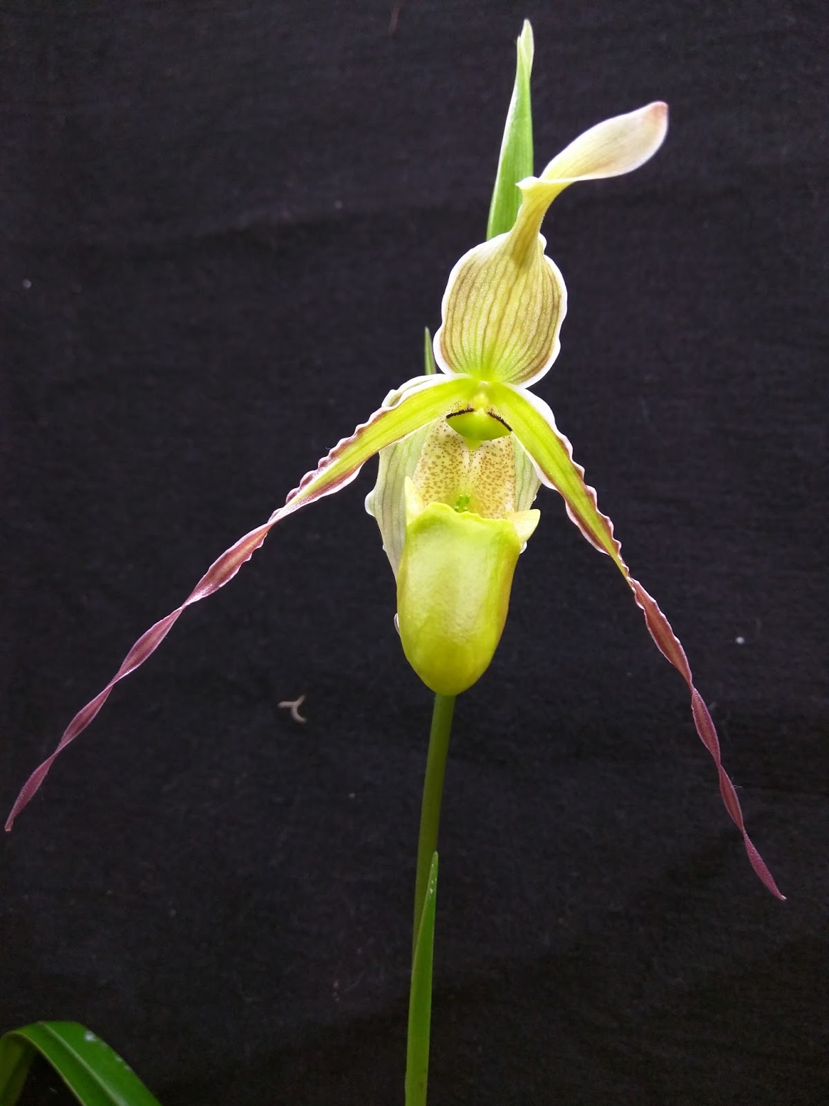 Kev's Orchids: Bloom Event - Phragmipedium longifolium