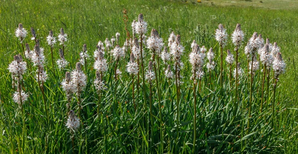 INNER TOOB: WIKI TIKI WEDNESDAY - ASPHODELS