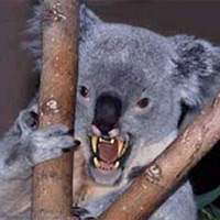 Eat my stardust, sucker!: Attack of the Vampire-Zombie-Koalas of Doom ...