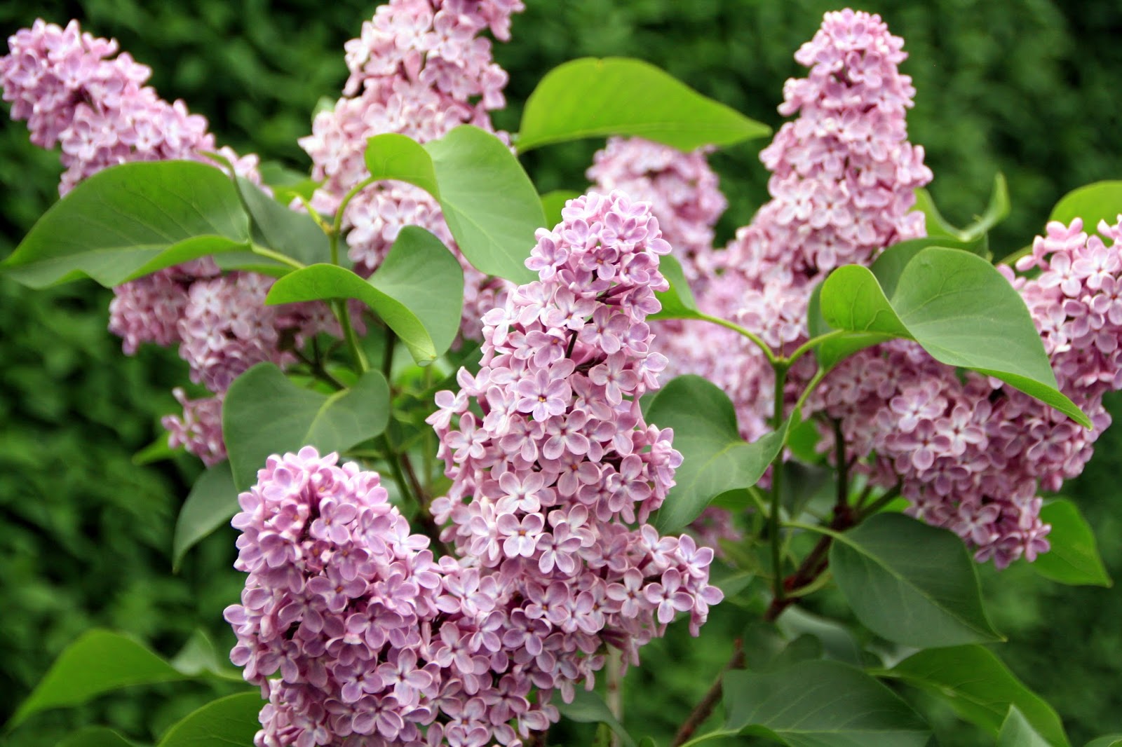 Frk. Anemone: Mine syrener