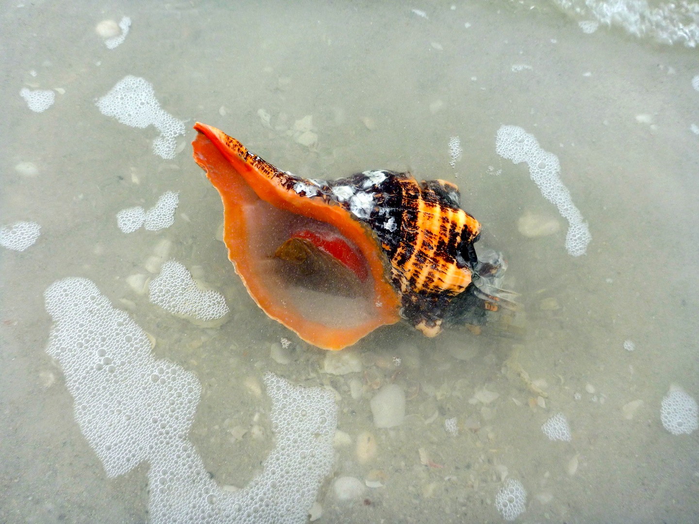 Shelllady: 14 Hours of Lightning Whelks