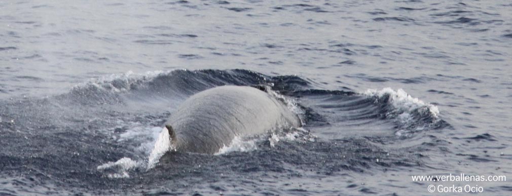 El blog de Gorka Ocio: DESDE BALLENAS DE LA ESPECIE RORCUAL BOREAL ...