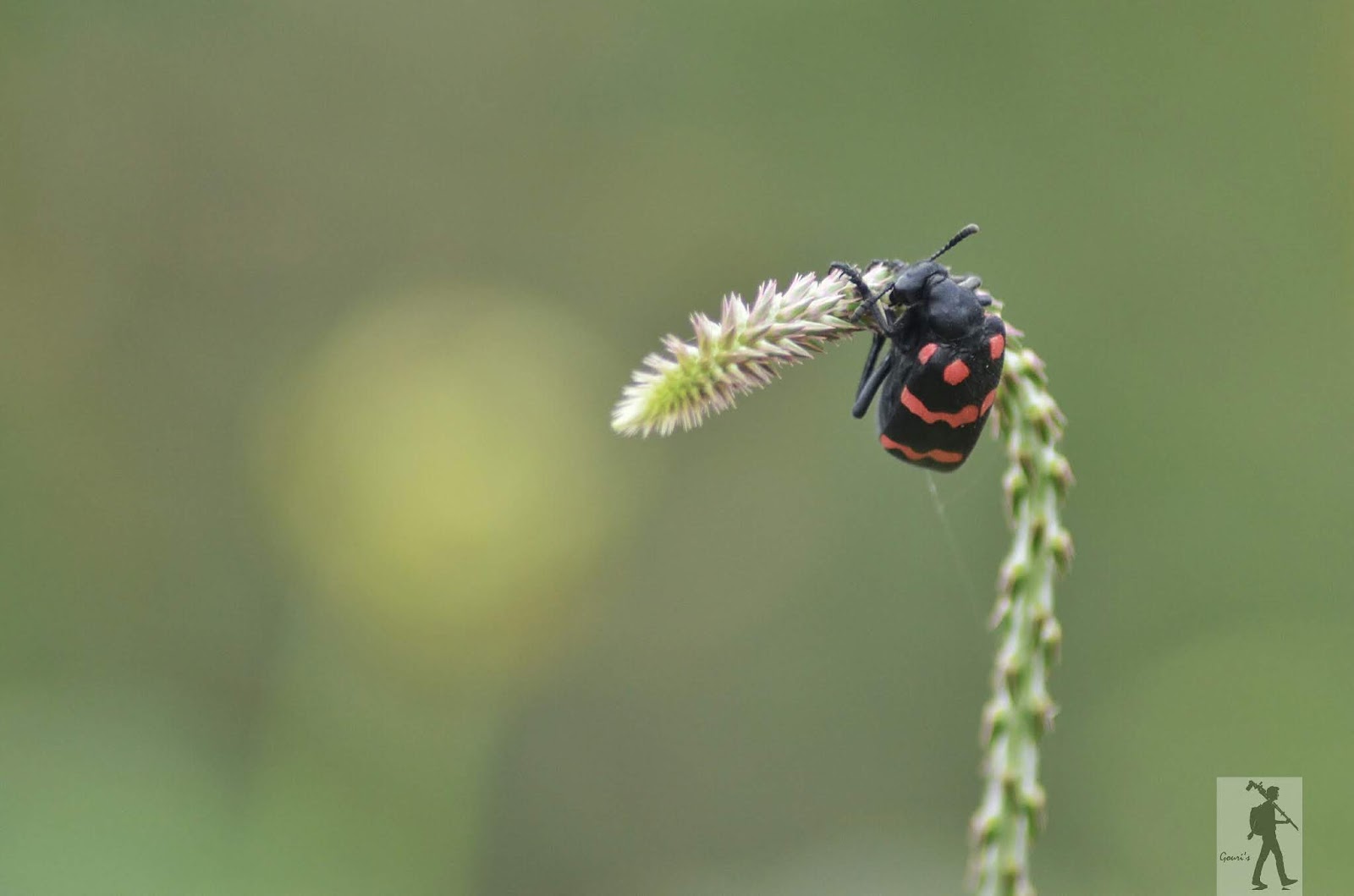 insects names in kannada : Insects name in kannada
