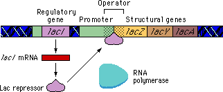 #134 Gene control in prokaryotes (lac operon) | Biology Notes for A level