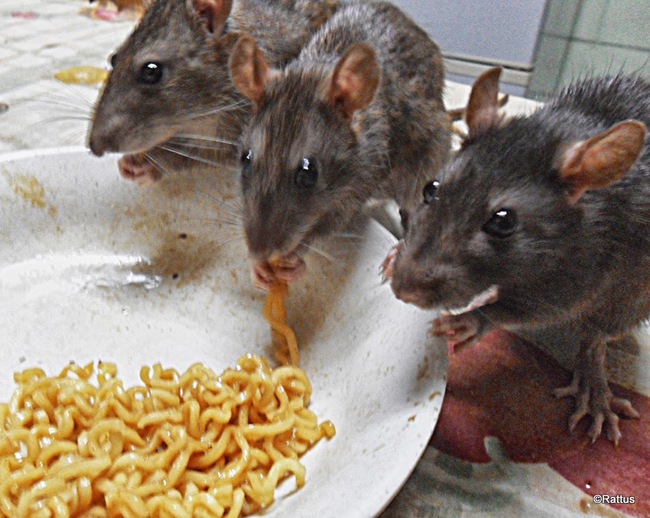 LAMON KRONICLES: How To Spend Your 20 Pesos? Bente-Ulam sa Recto! (2013 ...