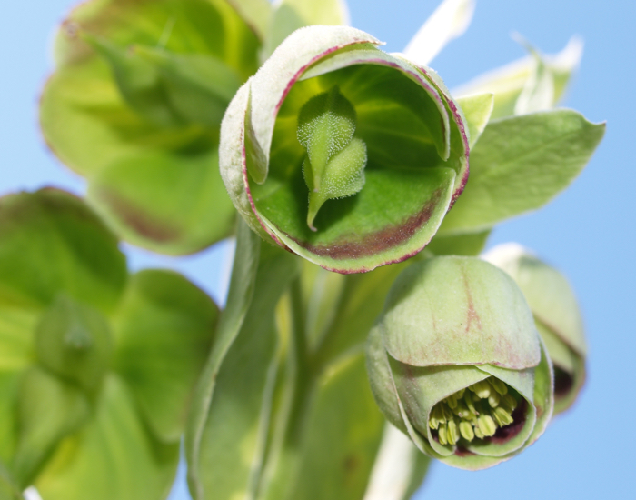 Flores silvestres de color verde - 2