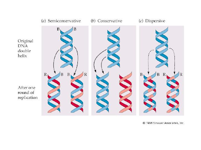 pengertian dan proses replikasi, transkripsi dan translali, sub ...