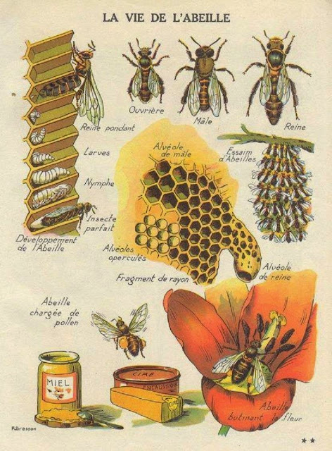 La Familia de la Apicultura - The Beekeeping Family: POSTERS Y LAMINAS ...