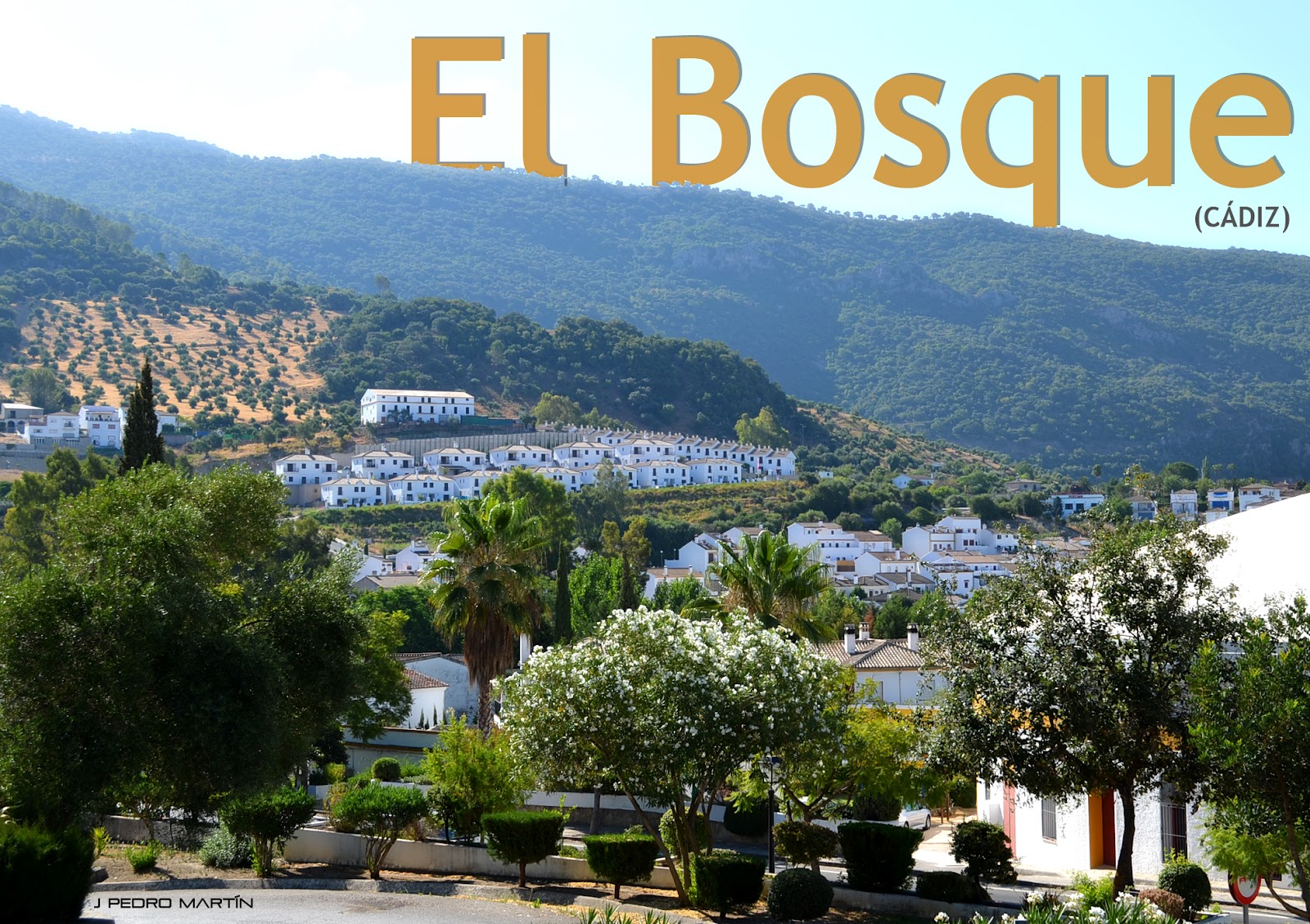 EL BOSQUE - J PEDRO MARTÍN