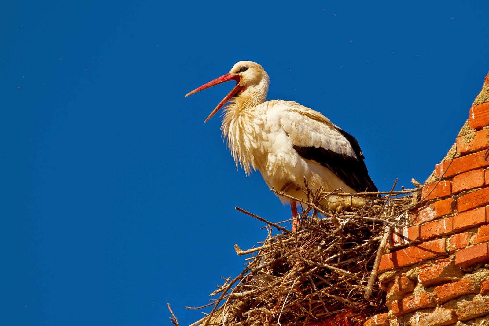 ELANIO AZUL: Cigüeña blanca (Ciconia ciconia)