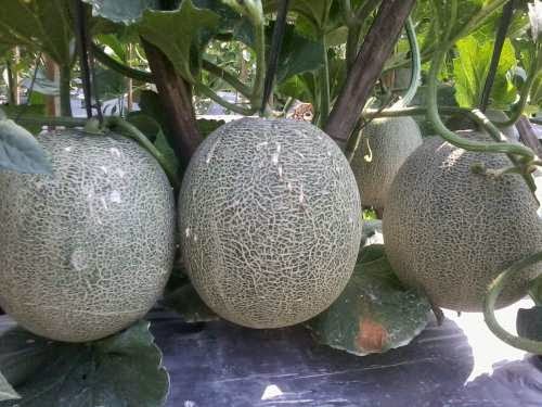 Gambar Buah Melon Segar - Aku Buah Sehat