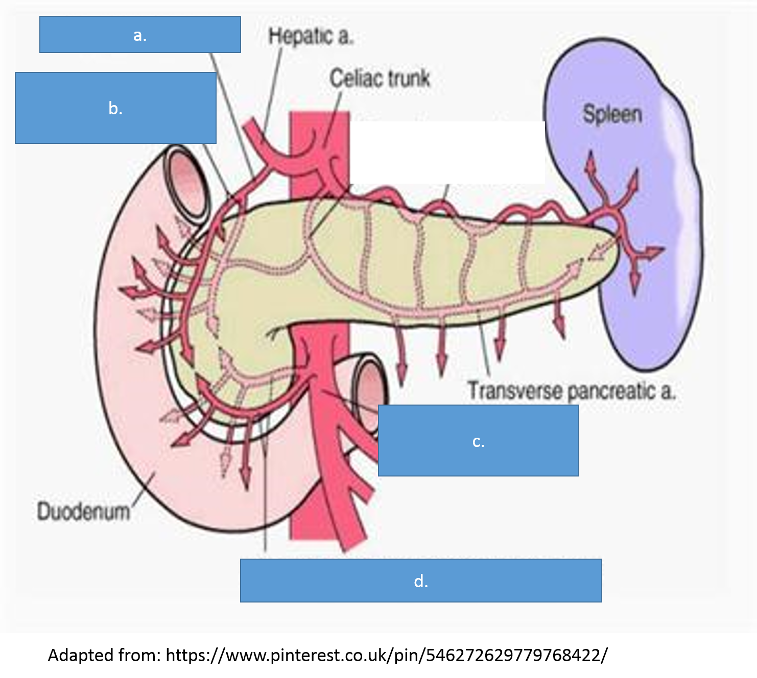 Coeliac Trunk: Step by Step