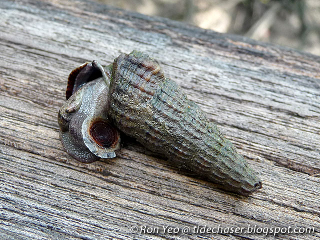 tHE tiDE cHAsER: Horn Shells & Creeper Snails (Phylum Mollusca ...