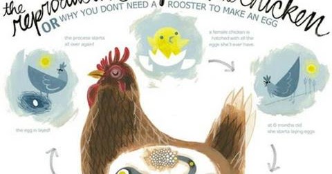 SurvivalGearup: Reproductive cycle of the chicken