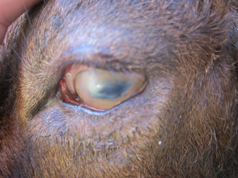 Journey To A DVM: Sick Goat (now Dead Goat)