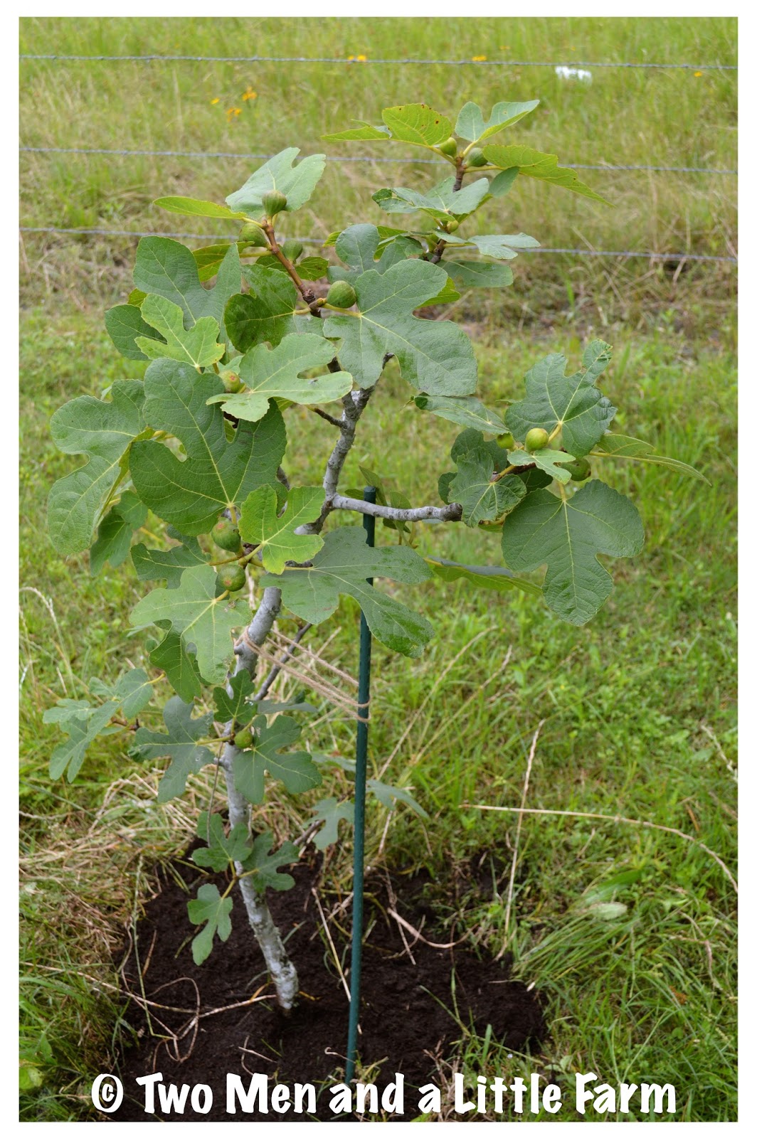 Two Men and a Little Farm: SLOW GROWING FIG TREE