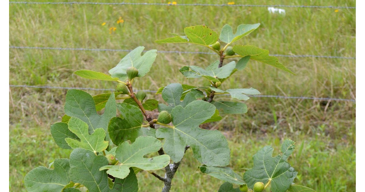 Two Men and a Little Farm: SLOW GROWING FIG TREE
