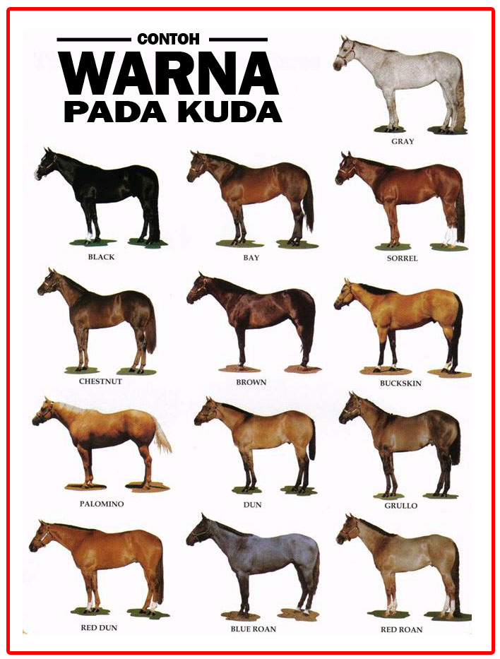 KUDA KELATE: Mengenali Jenis Warna Kuda