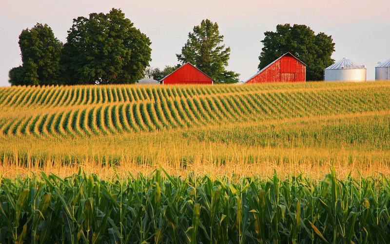 The Armchair: An Ode to the Cornfields