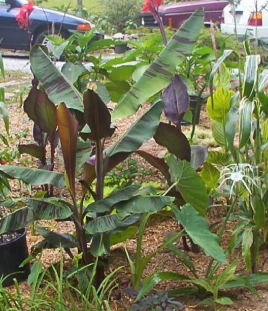 PlantWerkz: Musa Sumatrana - Blood Banana