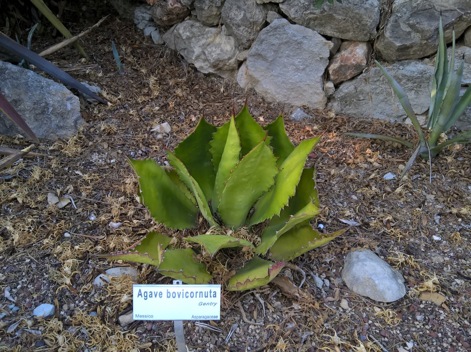 Agave : Come Riconoscere le Diverse Specie - Con Foto e Descrizione ...