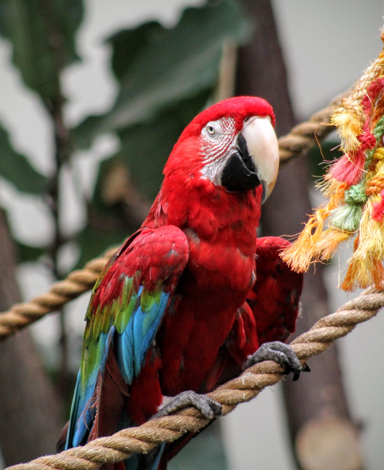 Love, Joy and Peas: Macaw Parrot Photos by Ben Wheeler