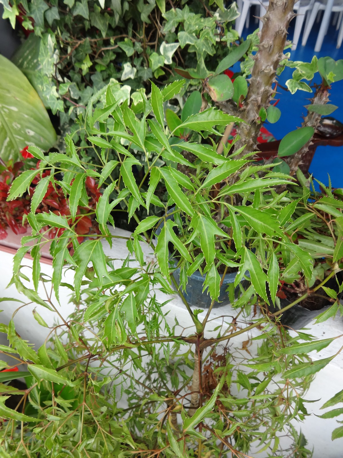 Herbs from Distant Lands: Polyscias fruiticosa - Ming Aralia, Polyscias ...