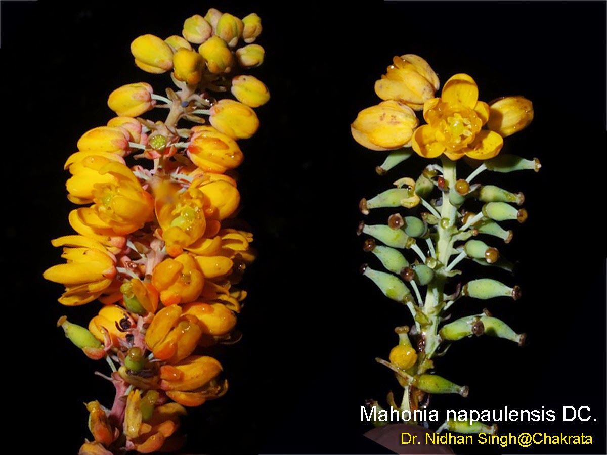 Medicinal Plants: Mahonia napaulensis, Indian barberry, Maramanjal