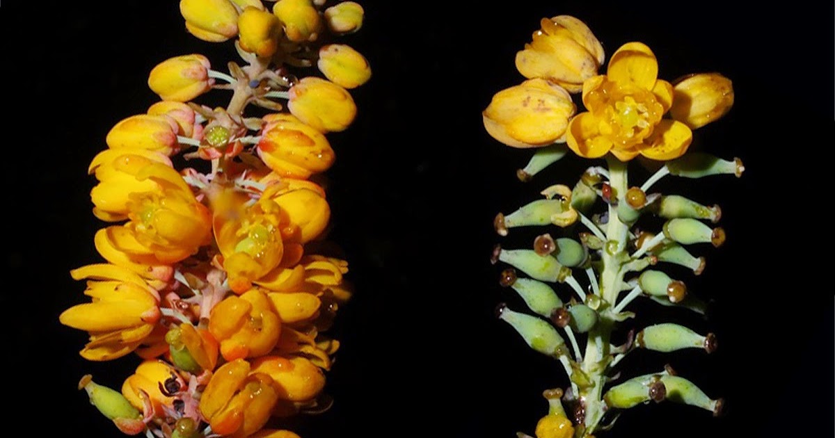 Medicinal Plants: Mahonia napaulensis, Indian barberry, Maramanjal