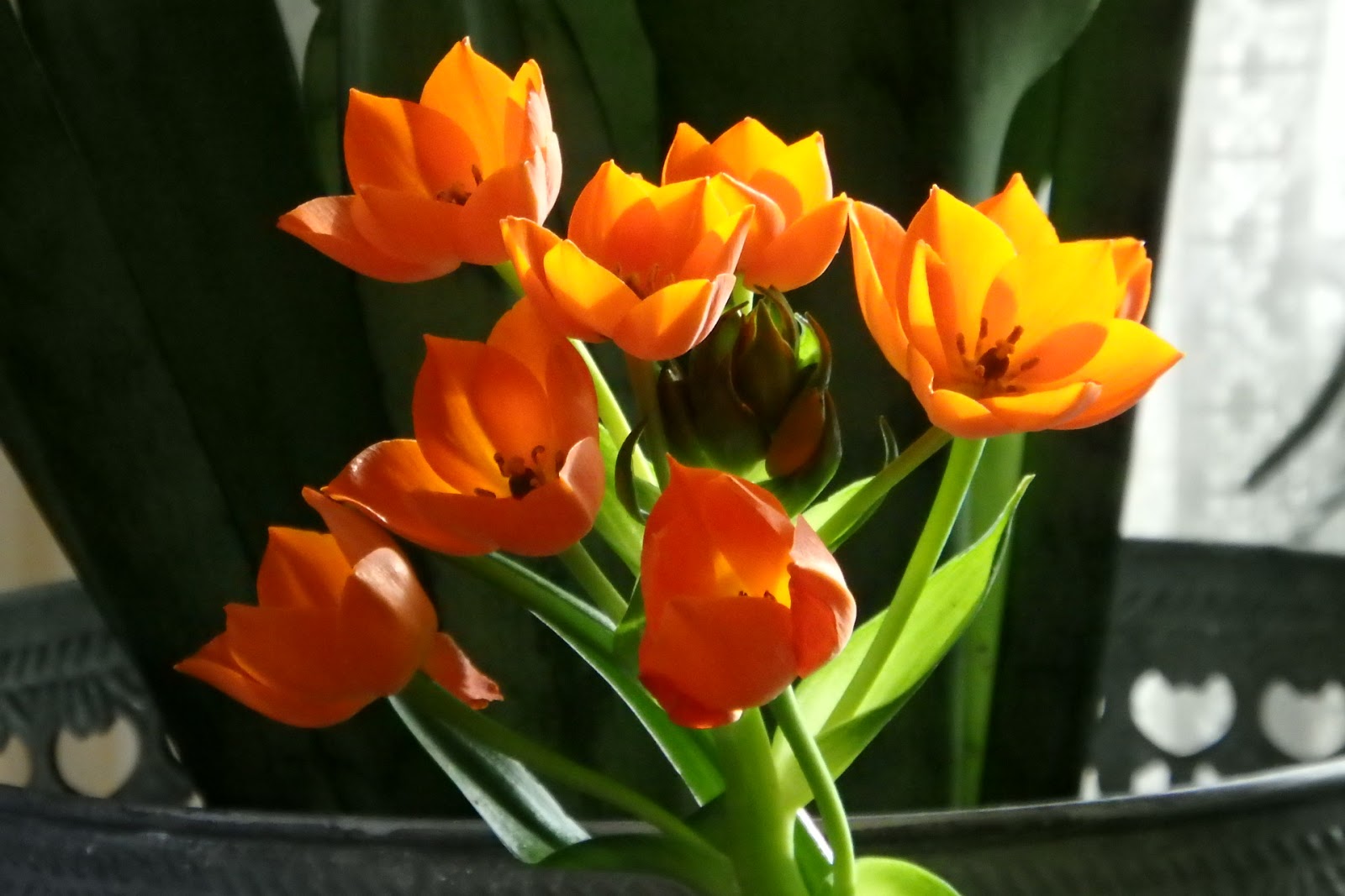 VIHREÄT AJATUKSET: Iloisen oranssi