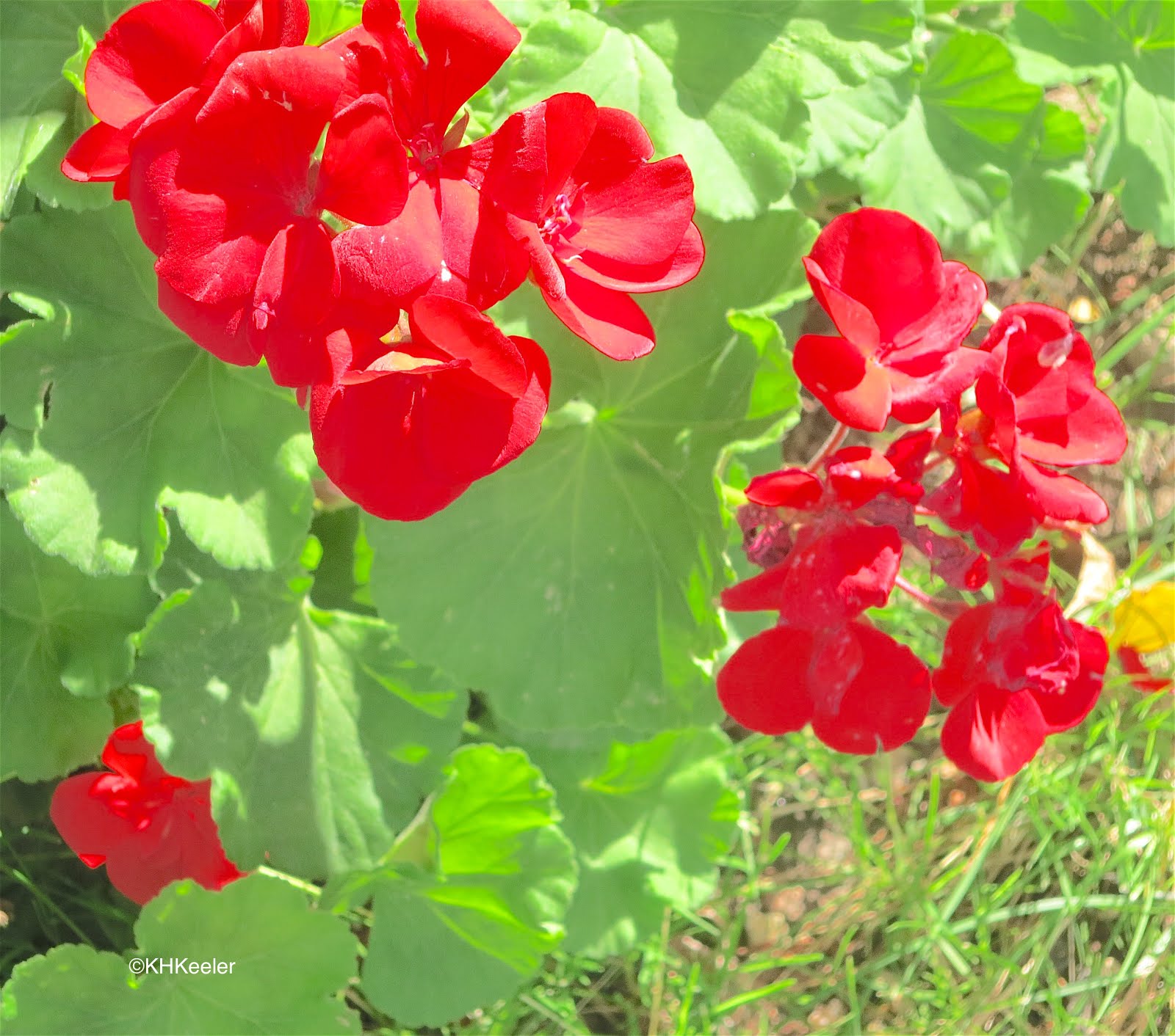 A Wandering Botanist: Plant Story--Wild Geraniums, A Treat to See