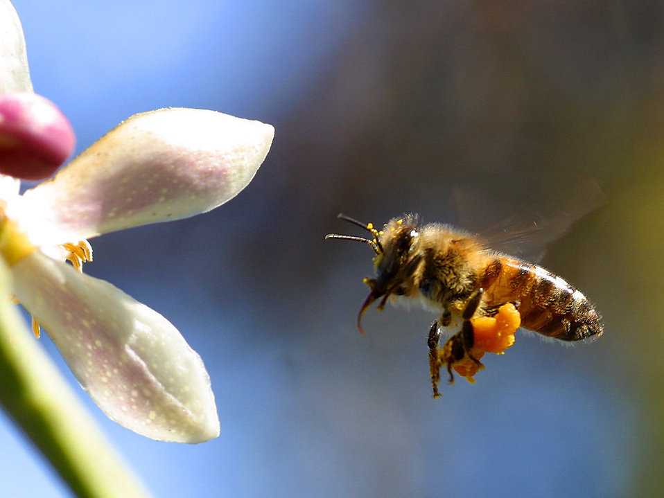 GM-free Scotland: Bees with dementia