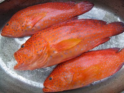 Top 10 Fishes You Can Buy in Philippine Markets | Most Beautiful