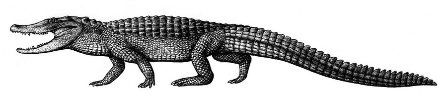 Los animales en la prehistoria: Animales prehistóricos con la letra B