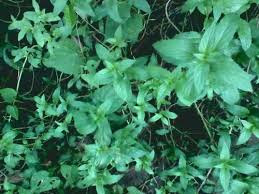 Manfaat Khasiat Daun Poko Untuk Kesehatan Tubuh