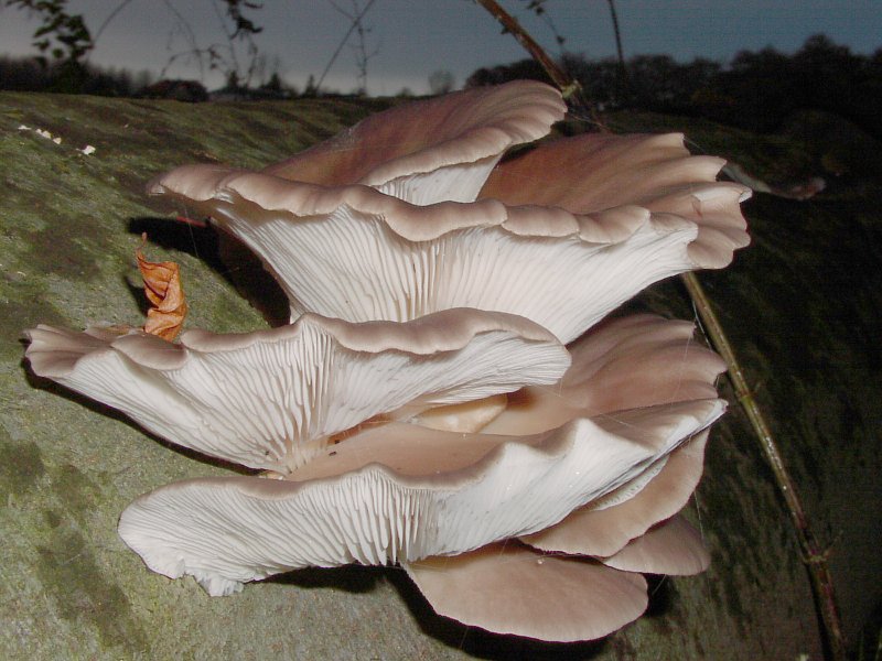 Setas y hongos: Seta de ostra - Pleurotus ostreatus