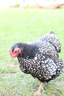 A Garden Journey: Chickens.