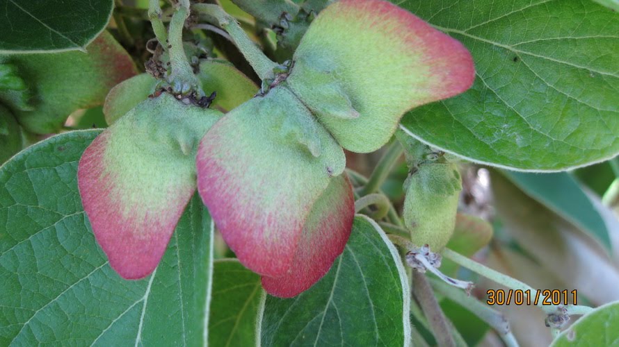 Terra Nostra: ISOPÓ GUAZÚ - Stigmaphyllon bonariense