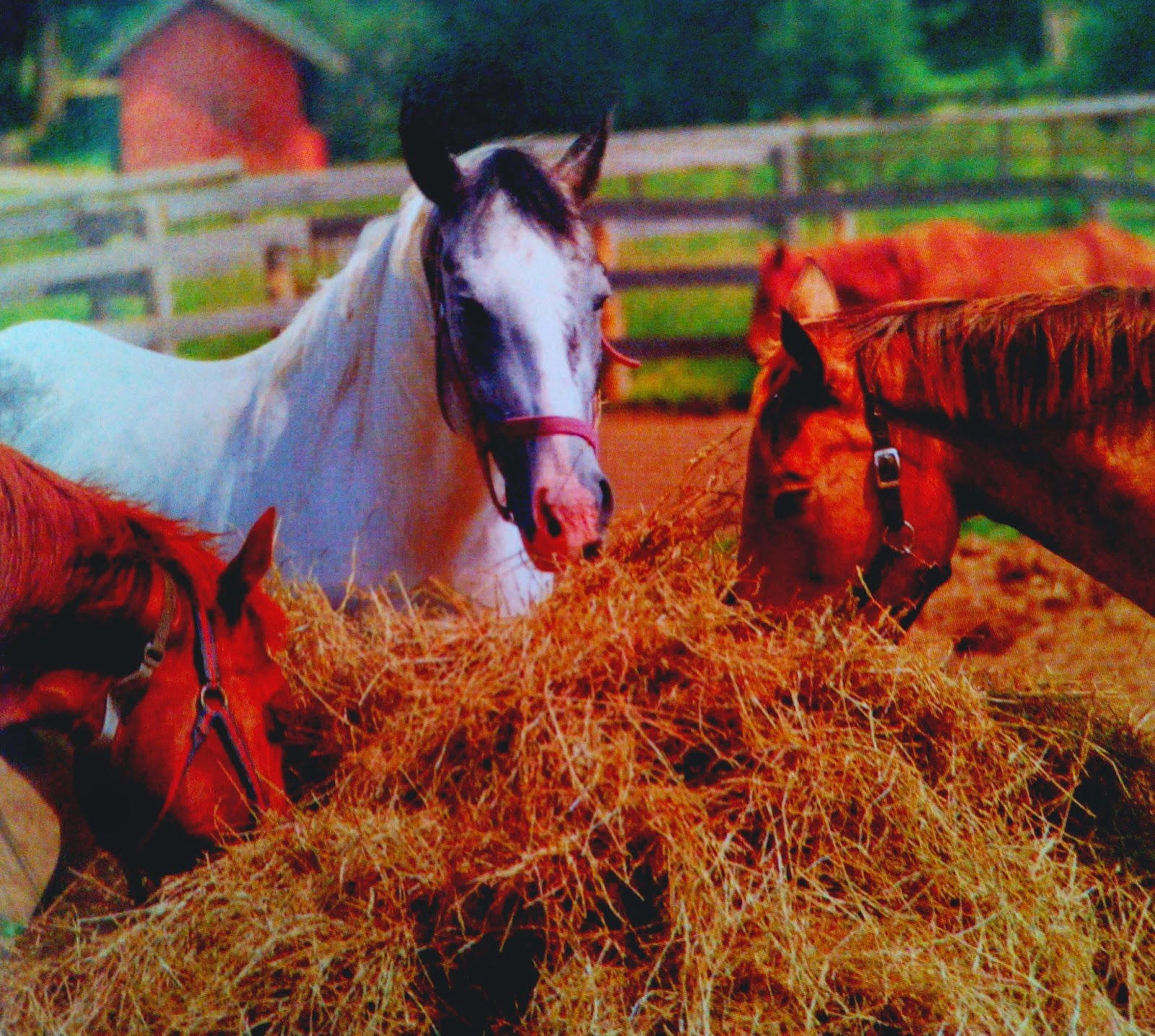 My Bay Horse: La alimentación del caballo.