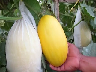 Godhong Ijo: Melon Golden Apollo Terbesar Pertama