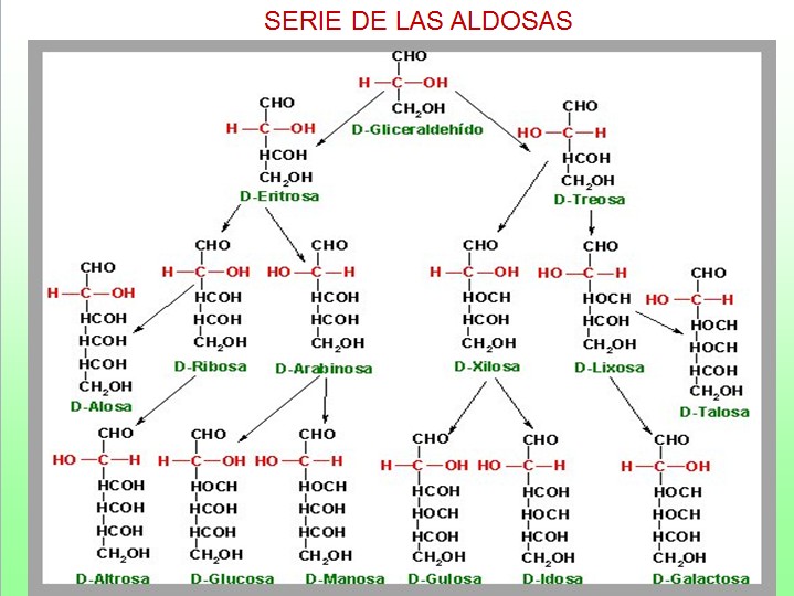 BIOQUIMICA - 2DO AÑO OFICIAL. : CARBOHIDRATOS ==> SACARIDOS ==> GLUCIDOS