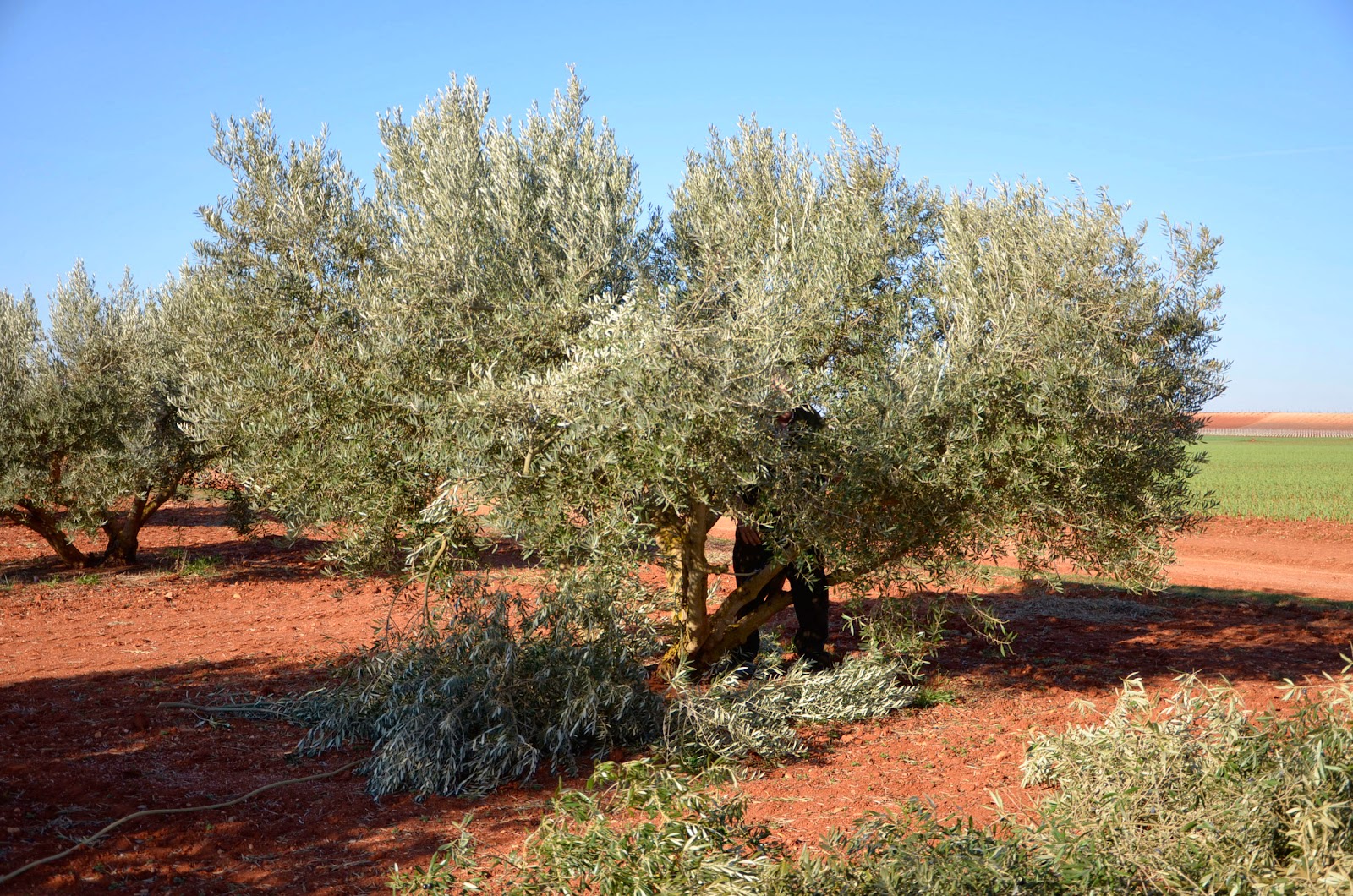 Pruning olive trees: “Without too much wood, the olives will be better ...