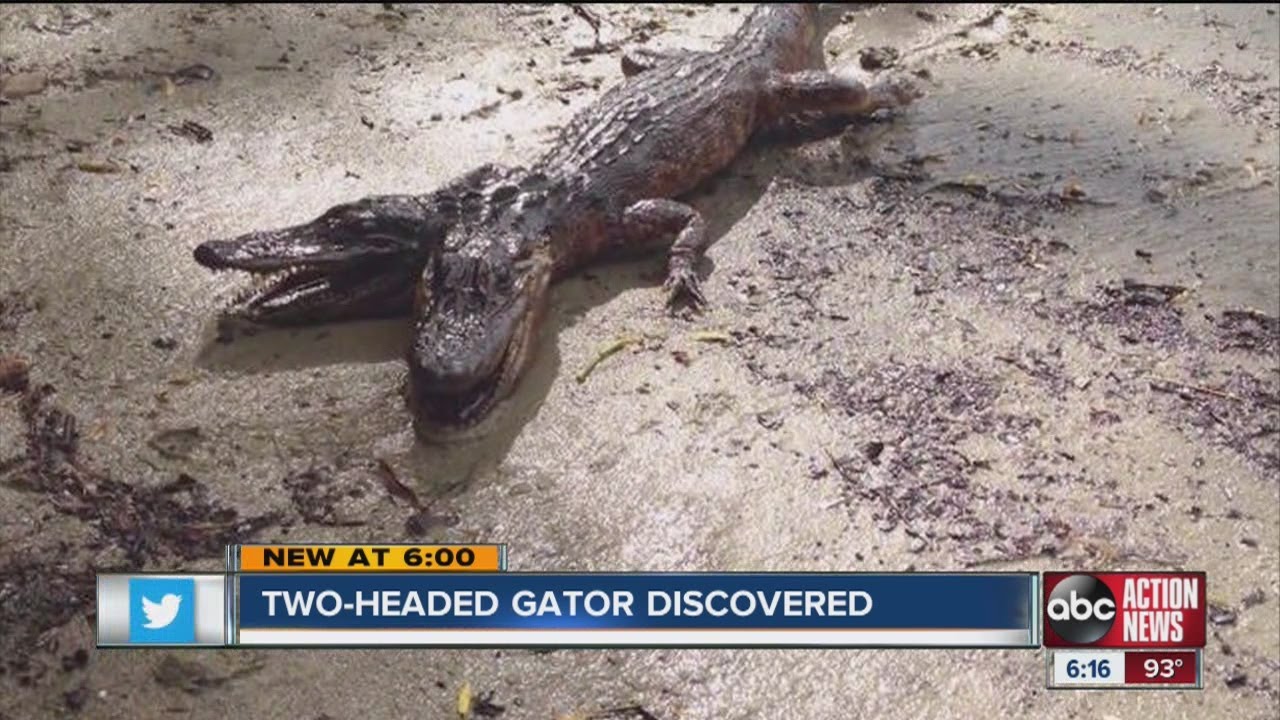 Legend of the Two-Headed Gator - Real or Fake? - Aussie Pete