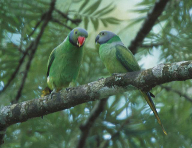 Sri Lankan Endemic Birds: Alu Girawa - Layard's Parakeet (Psittacula ...