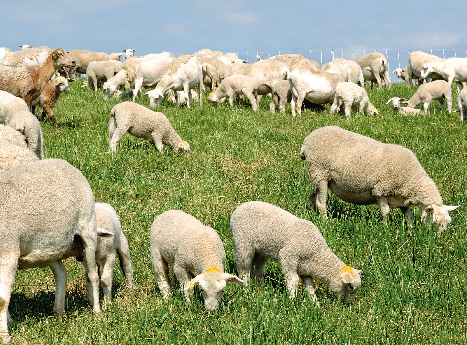 Belgium Farms: What Sheep Eat