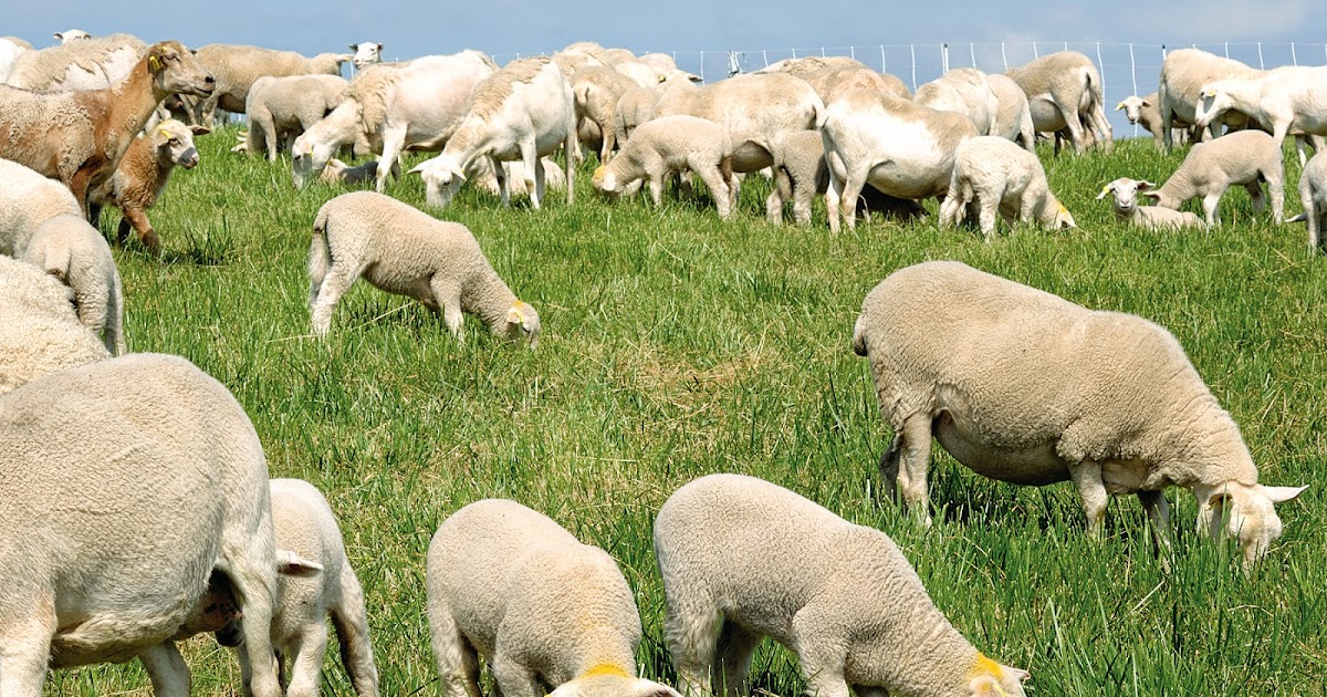 Belgium Farms: What Sheep Eat